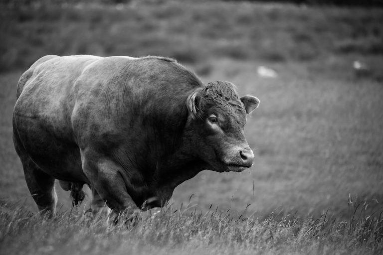 Silvana Meats | Quality Meats by Silvana Meats